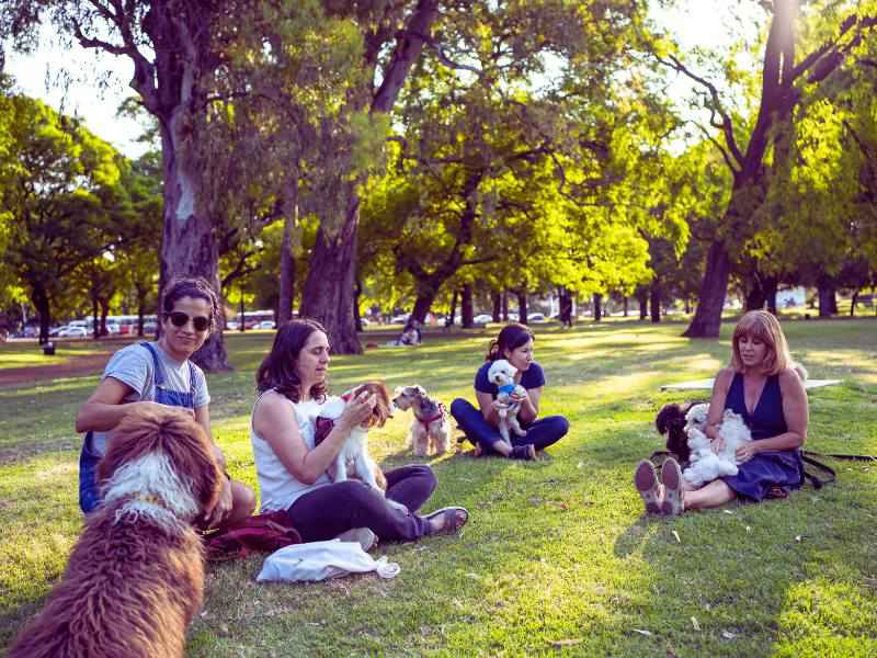 Becoming an Expert Pet Sitter: Building The Best Epic Skills