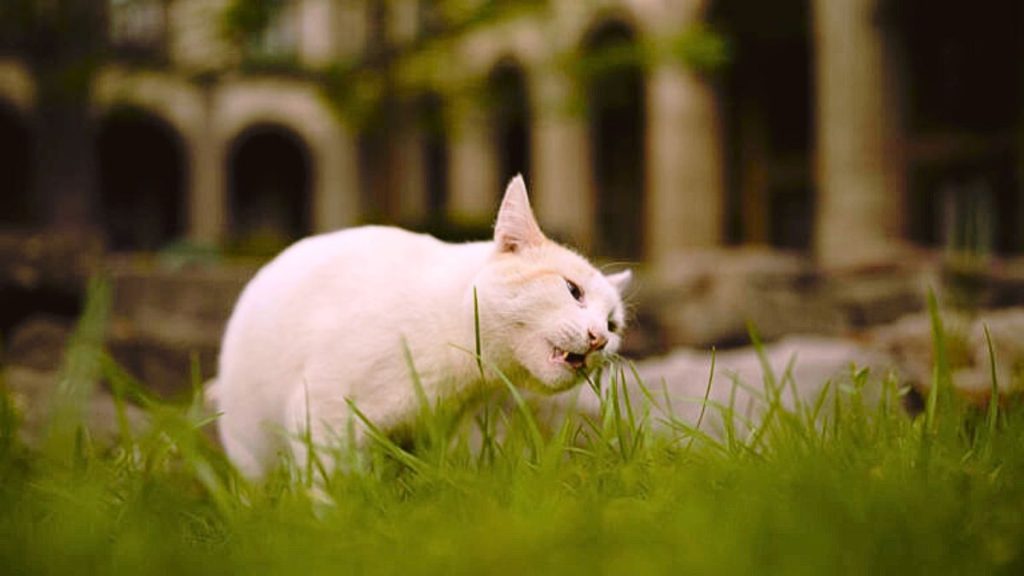 Palace Declaration Will Give 19 Cats Extra TLC for the Rest of Their Lives