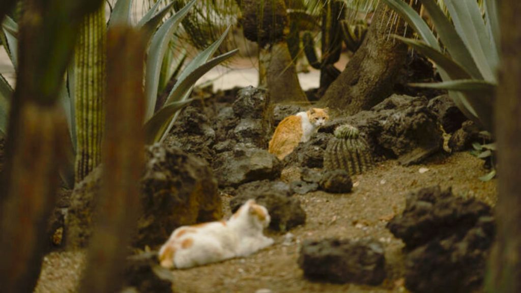 Palace Declaration Will Give 19 Cats Extra TLC for the Rest of Their Lives